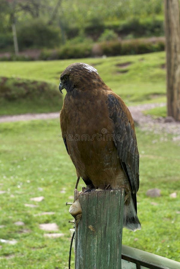 Eagle in profile stock photo. Image of peruvian, animals - 96093642