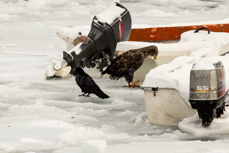 Eagle and Raven editorial photo. Image of boats, harbor - 51249936