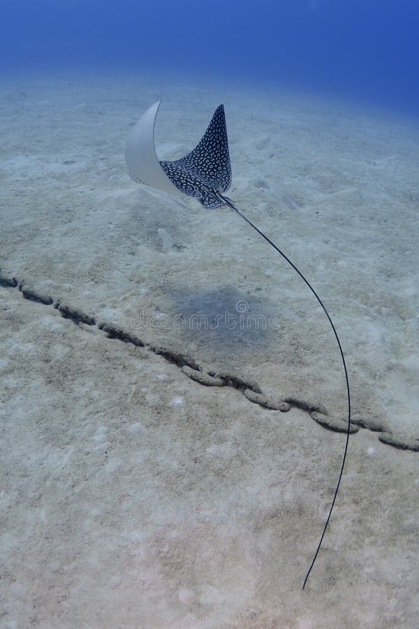 Eagle Ray with Anchorchain stock photo. Image of excursion - 26717006