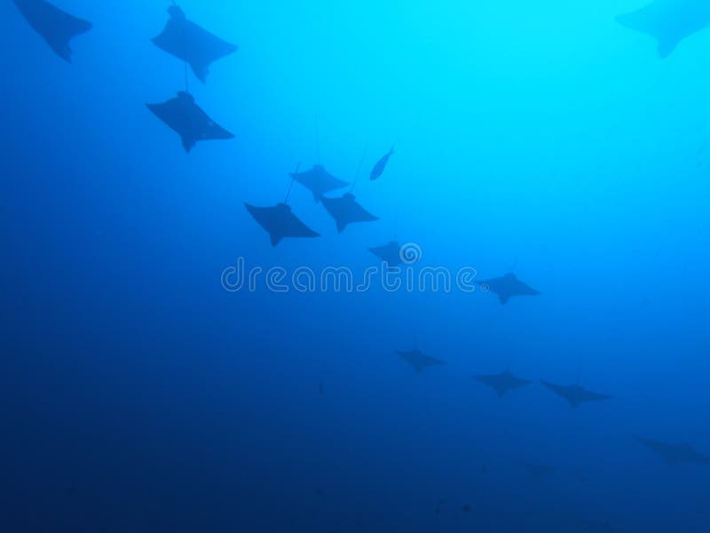 Eagle ray flying stock photo. Image of sting, scuba, stingray - 37950676