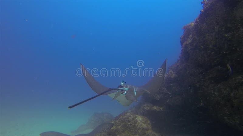Eagle Ray Stingrays or White Spotted Sea Rays. Spotted Eagle Rays Close ...