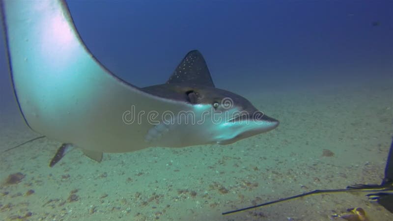 Eagle Ray Stingrays or White Spotted Sea Rays. Spotted Eagle Rays Close ...
