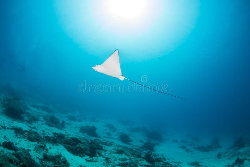Baby Spotted Eagle Ray In Clear Water Stock Image - Image of beams ...