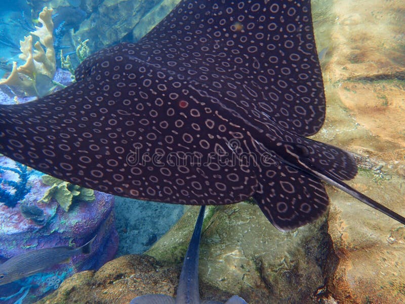An Eagle Ray Swimming Over Coral Reef, Stingray Stock Image - Image of ...