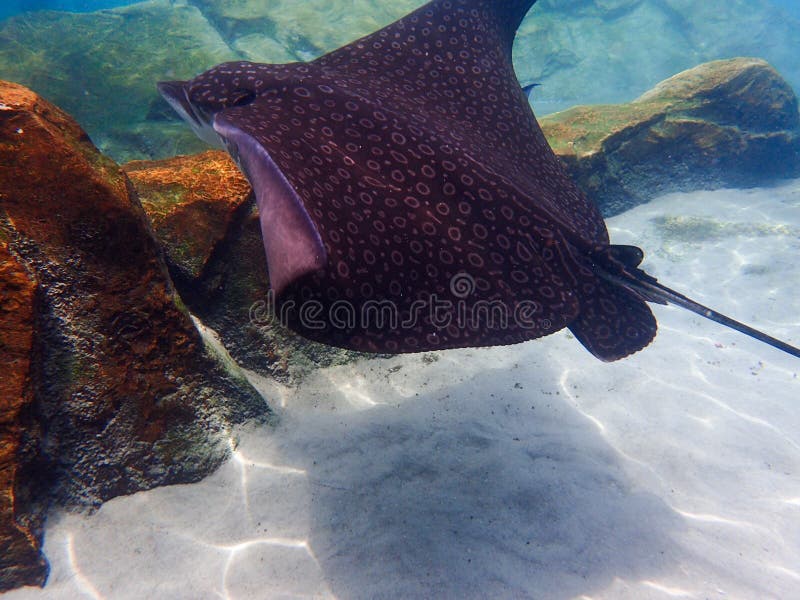 An Eagle Ray Swimming Over Coral Reef, Stingray Stock Image - Image of ...
