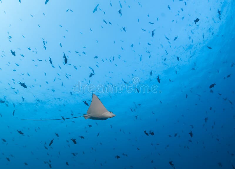 Eagle ray stock photo. Image of dream, spotted, reef - 31888356