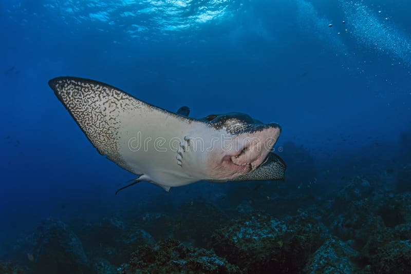 Spotted Eagle Ray, Wolf Island, Galapagos Stock Photo - Image of ...
