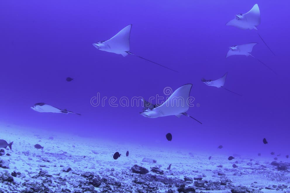 Eagle rays, mexico stock image. Image of school, life - 17978071