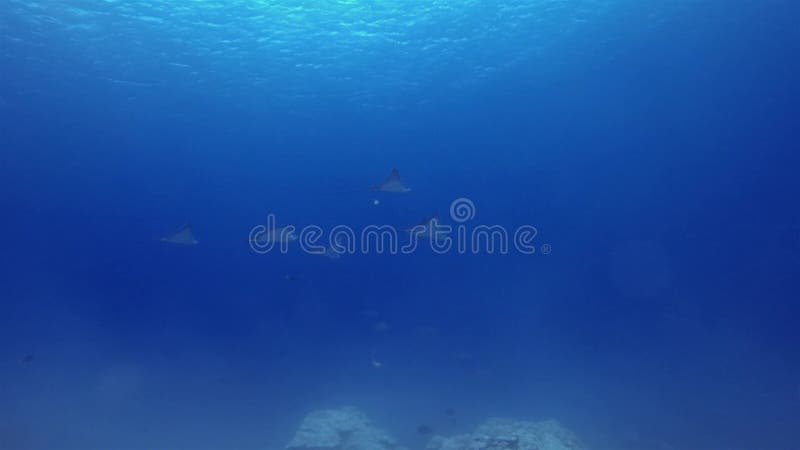 Eagle Rays Glide Past Viewing Window in Large Aquarium Tank, Cape Town ...