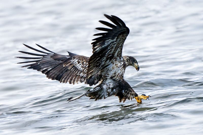 Eagle Ready To Catch a Prey on the Ocean Stock Image - Image of flying ...