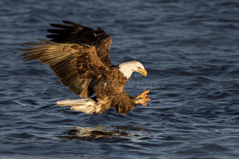 Eagle Ready To Catch a Prey on the Ocean Stock Image - Image of water ...