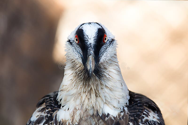 Eagle with red eyes stock photo. Image of eastern, nature - 64477586