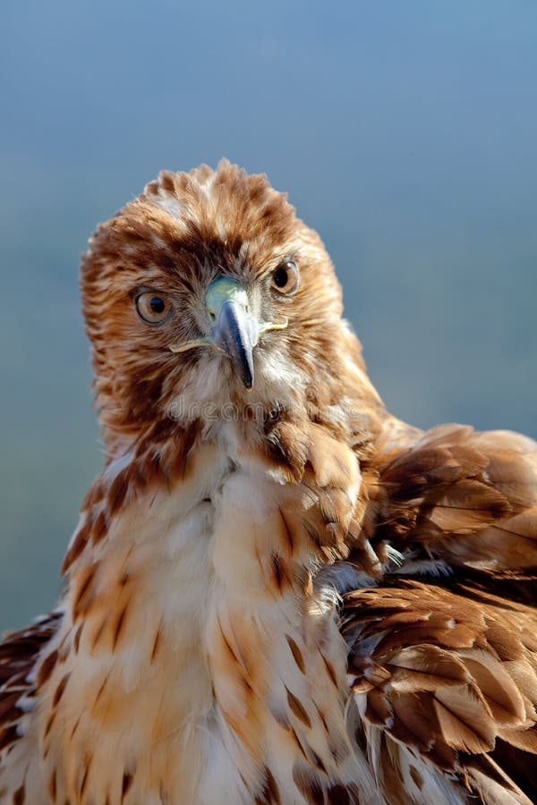 Eagle of Red Tail (Buteo Jamaicensis) Stock Photo - Image of majestic ...