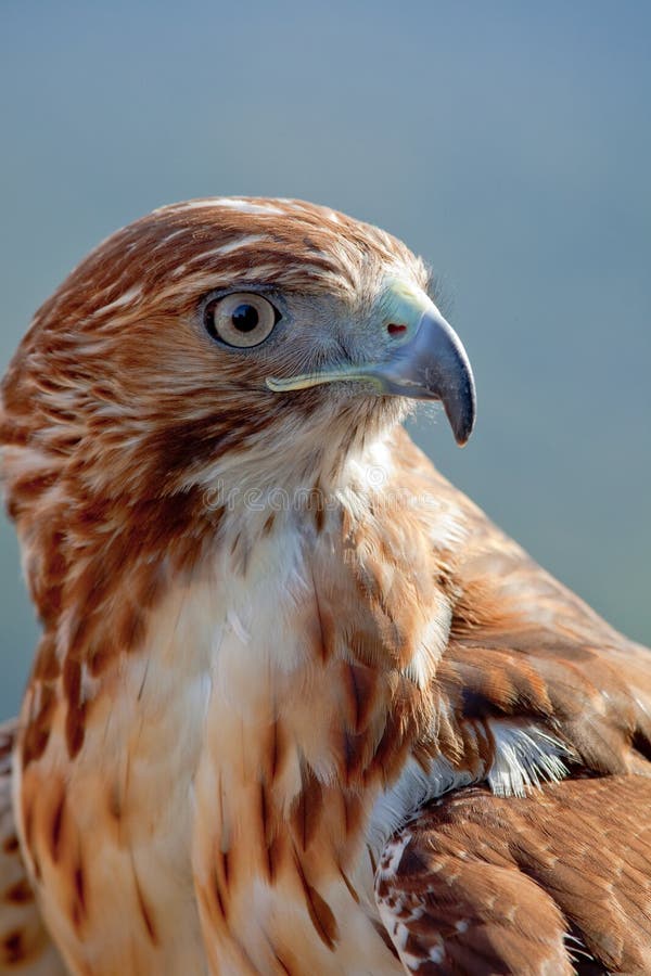 Red Tailed Hawk Profile stock photo. Image of redtailed - 410336