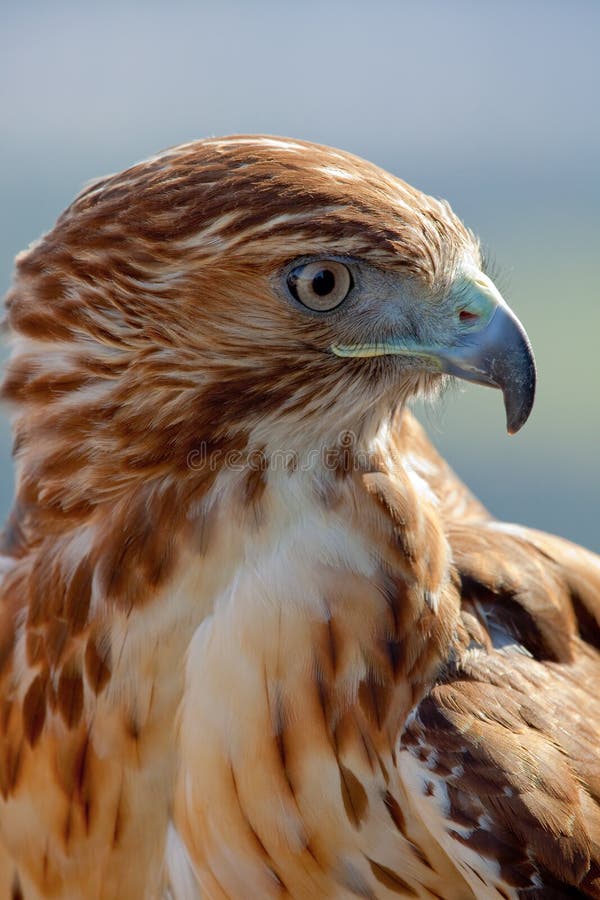 Eagle of Red Tail (Buteo Jamaicensis) Stock Photo - Image of majestic ...