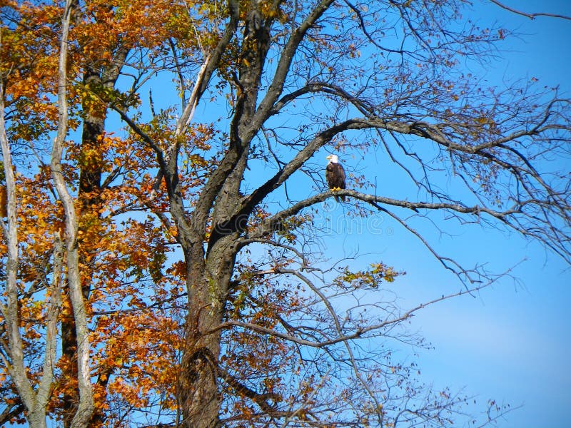 Eagle Resting on Tree during Autumn in the FingerLakes Stock Image ...