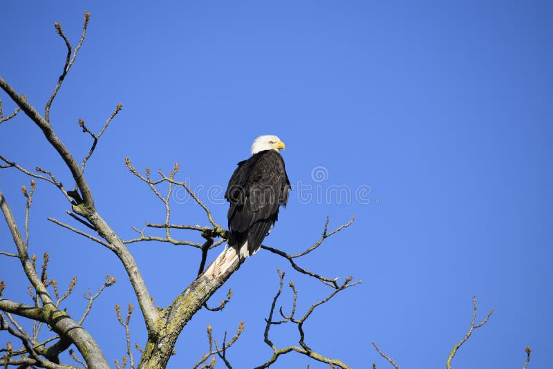 Bald Eagle stock photo. Image of tree, bald, blue, eagle - 130298782