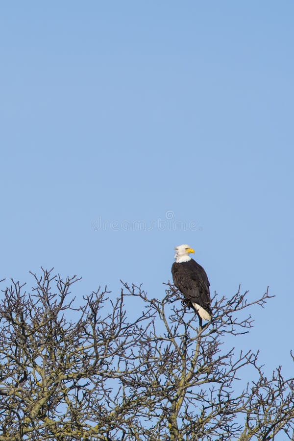 Eagle stock photo. Image of land, eagle, bald, tree, bird - 92274478