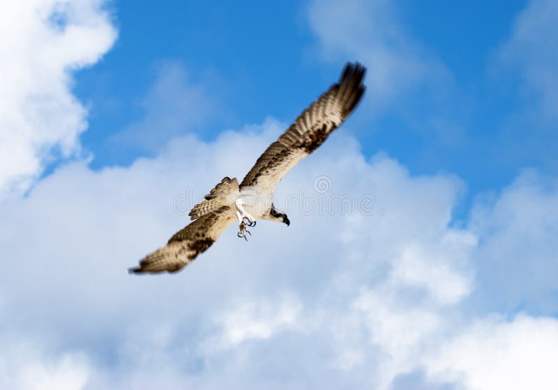 Falling Down stock image. Image of leaning, ocean, vacation - 42686495
