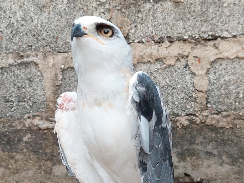 252 Sad Eagle Stock Photos - Free & Royalty-Free Stock Photos from ...