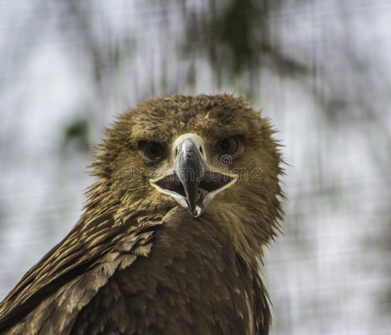 Eagle s face stock image. Image of europe, close, feather - 280786063