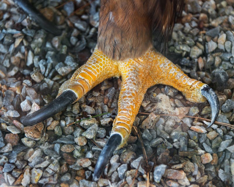 Eagle`s foot stock image. Image of fingers, foot, ground - 80732113
