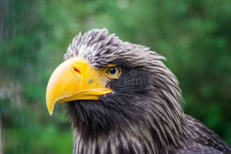 The Eagle`s Look, Looking Forward Stock Image - Image of creature, bird ...