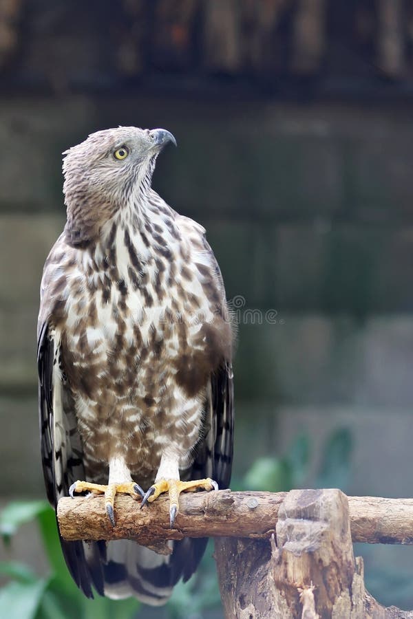 The Eagle& X27;s Sharp Gaze Stock Photo - Image of eagles, sharp: 190844462