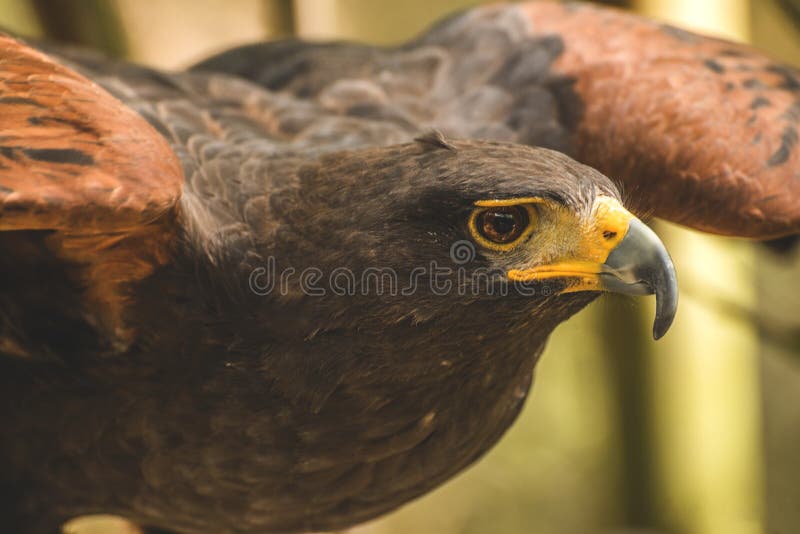 4,273 Sad Bird Photos - Free & Royalty-Free Stock Photos from Dreamstime