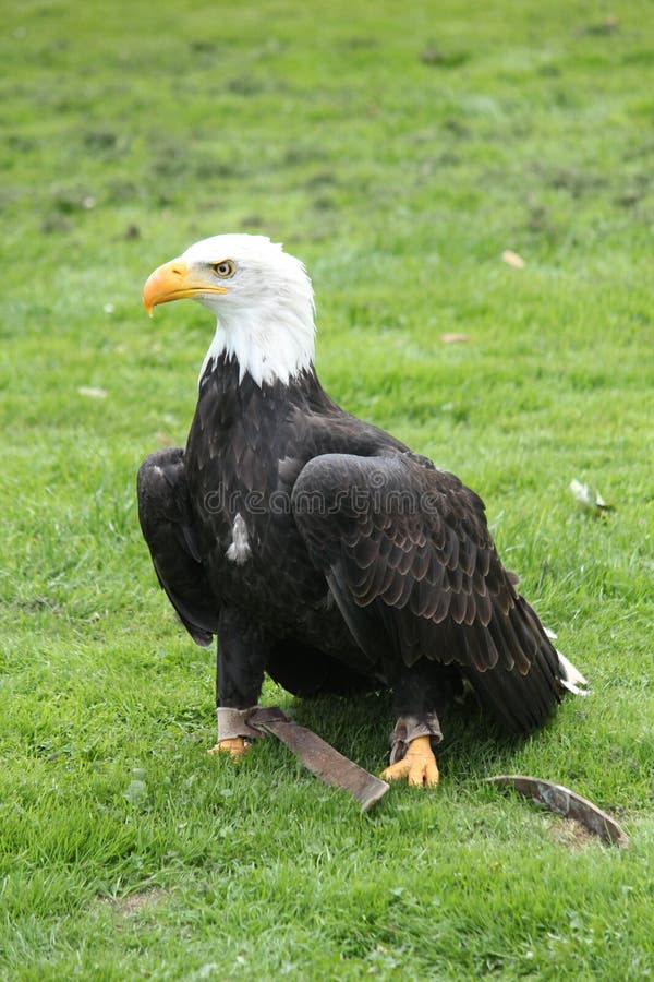Eagle, stock photo. Image of symbol, hunting, animal - 61640662