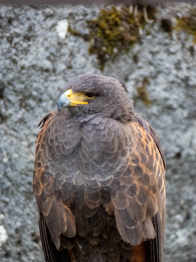 Sea Eagle Searching Some Food Stock Photo - Image of beautiful, catch ...