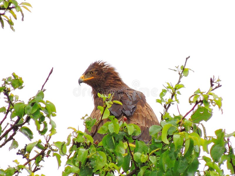 Sea Eagle Searching Some Food Stock Photo - Image of beautiful, catch ...