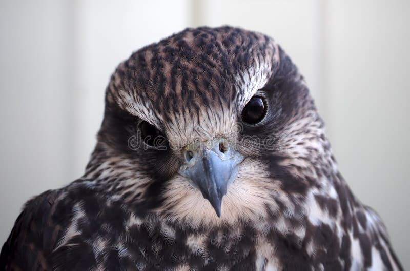 Eagle Serious Portrait Looking at the Camera Stock Image - Image of ...