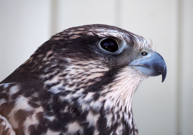 Eagle Serious Portrait from Right Side at the White Background Stock ...