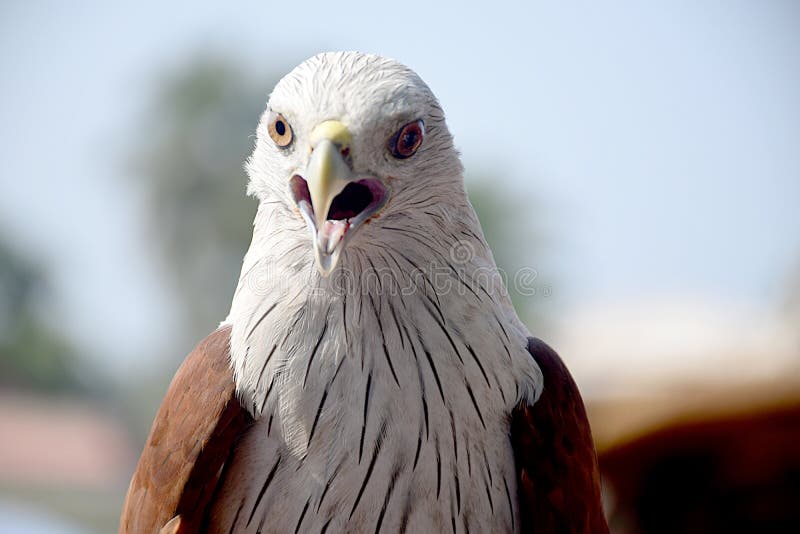 Eagle Face Stock Photos - Download 9,061 Royalty Free Photos