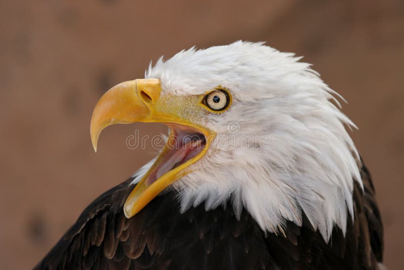 Eagle shout stock photo. Image of hawk, animal, shout - 12379338