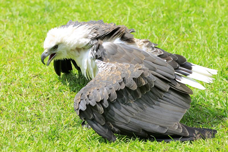 An Eagle is Showing Aggressive Behavior. Stock Image - Image of ...