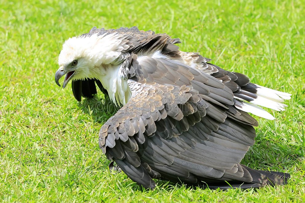An Eagle is Showing Aggressive Behavior. Stock Image - Image of ...