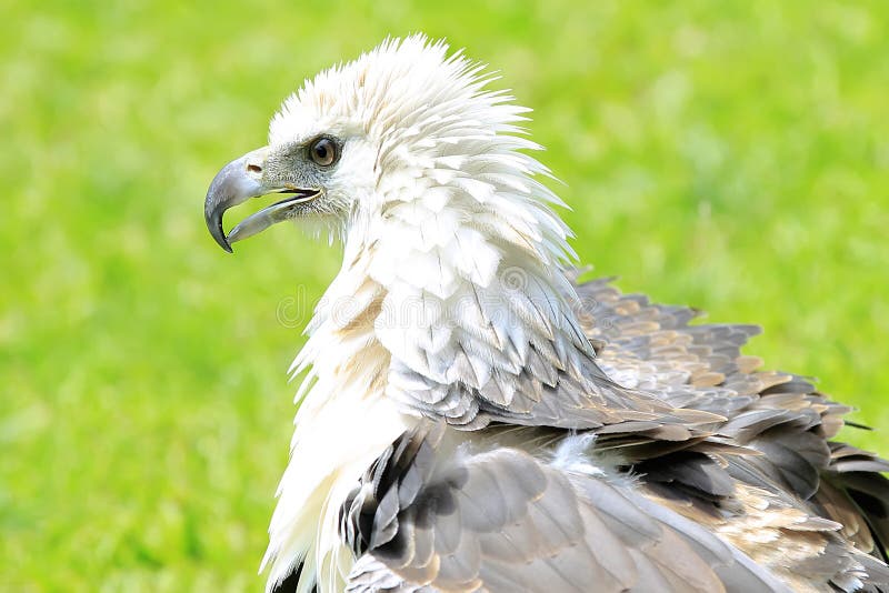 An Eagle is Showing Aggressive Behavior. Stock Photo - Image of feather ...
