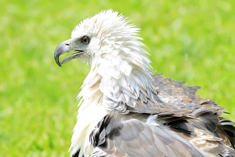 An Eagle is Showing Aggressive Behavior. Stock Photo - Image of feather ...