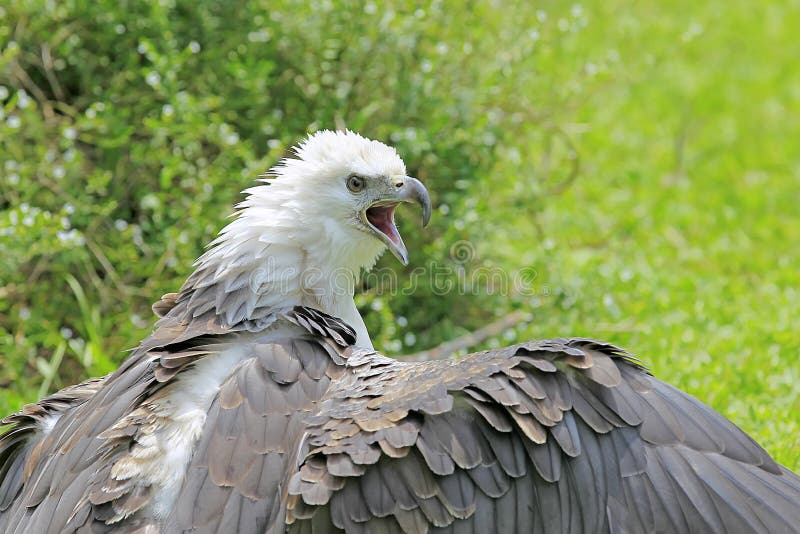 Eagle Portrait Picture. Image: 1649198