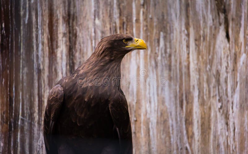 486 Bald Eagle Side View Stock Photos - Free & Royalty-Free Stock ...