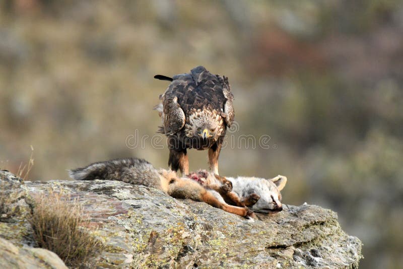 Eagle in the Sierra of Avila with a Fox Carrion Stock Photo - Image of ...
