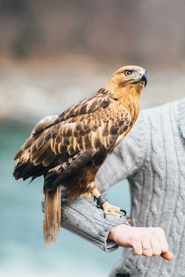 The Eagle Sits on the Hand of Man Stock Image - Image of close ...