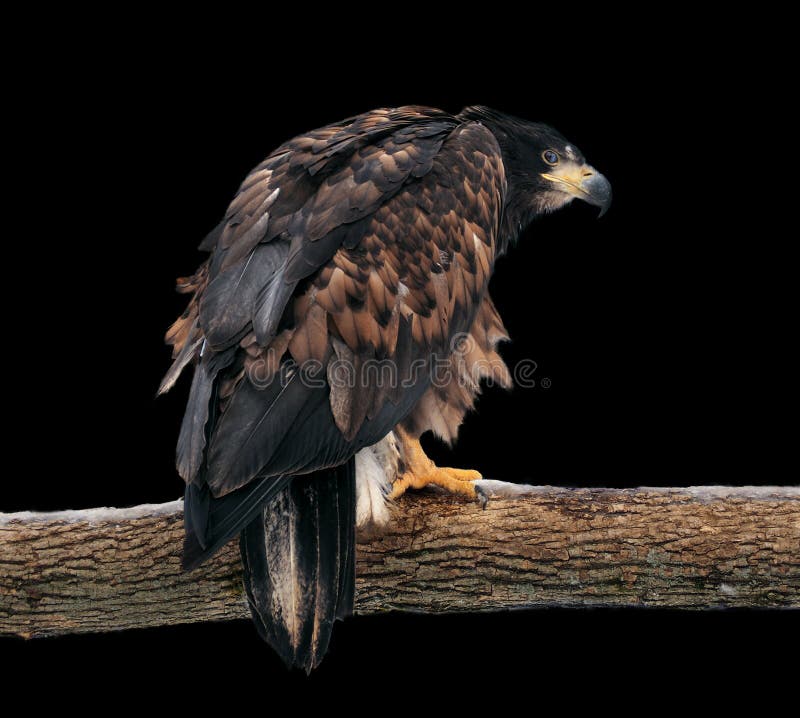 Eagle Sitting at Branch and Looking Back Isolated on White Stock Photo ...