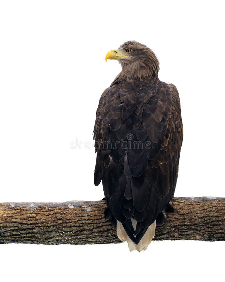 Eagle Sitting at Branch and Looking Back Isolated at White Stock Photo ...
