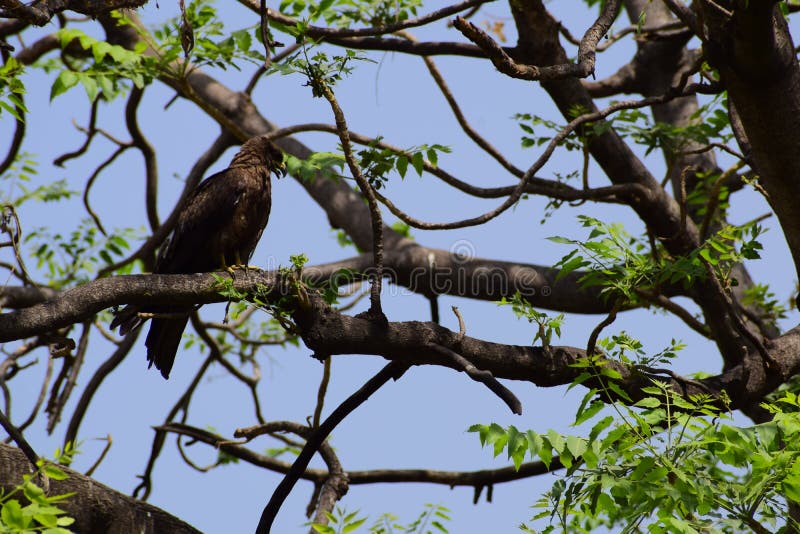 Eagle Sitting on the Leafless Tree during Morning Time in Delhi India ...