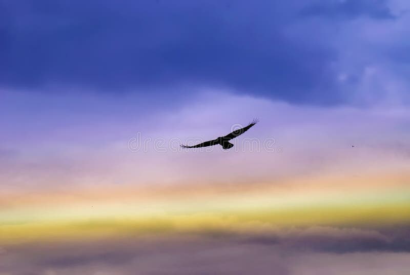 Eagle in the sky stock image. Image of beauty, flight - 44335577