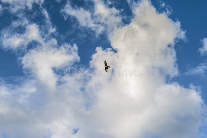 Eagle in the sky stock image. Image of clouds, eagle - 99992565