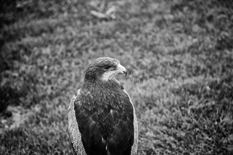 Eagle small park stock photo. Image of hunting, captivity - 177266478